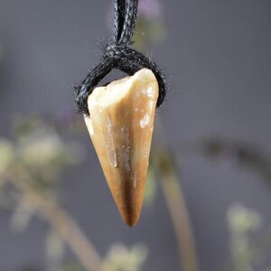 Dinosaur Fossil Tooth Pendant Mosasaurus Tooth Pendant Fossil Tooth ...