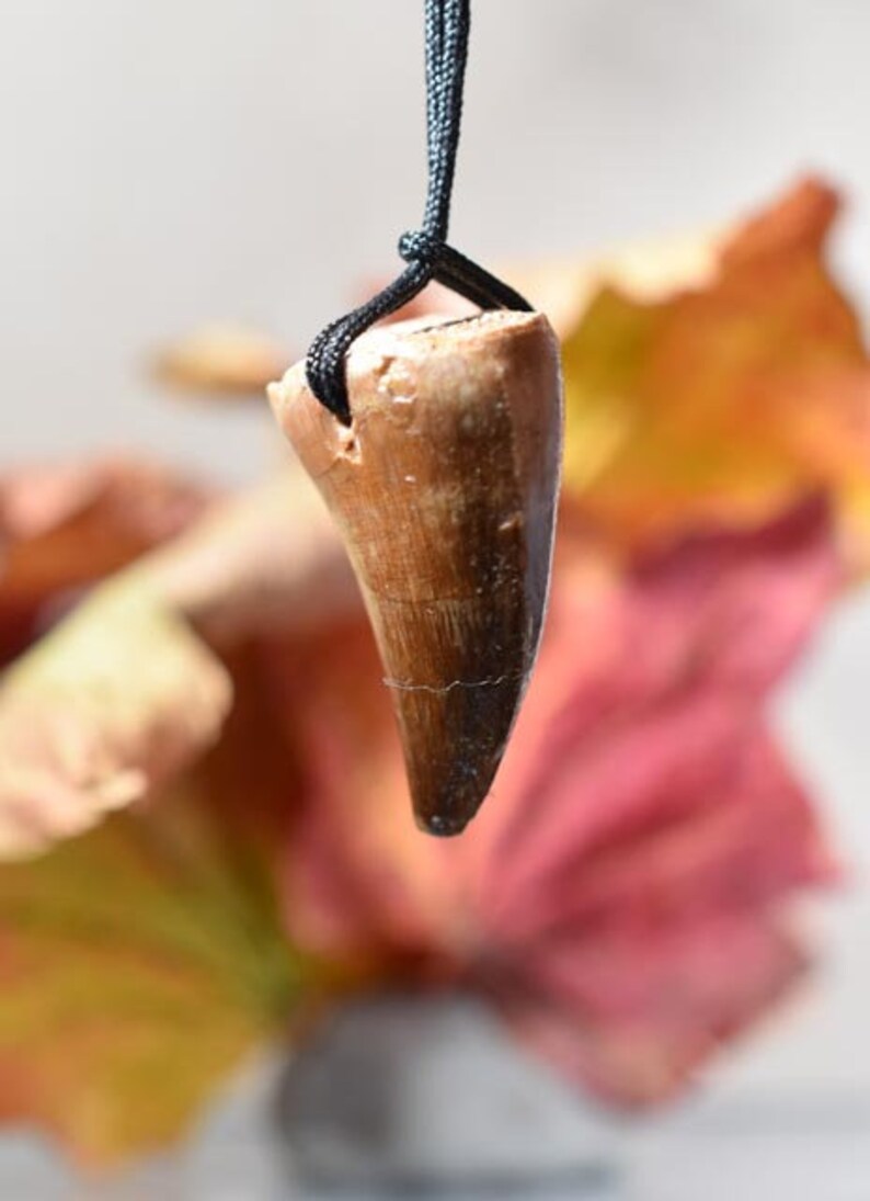 Dinosaur Fossil Tooth Pendant Mosasaurus Tooth Pendant Fossil - Etsy