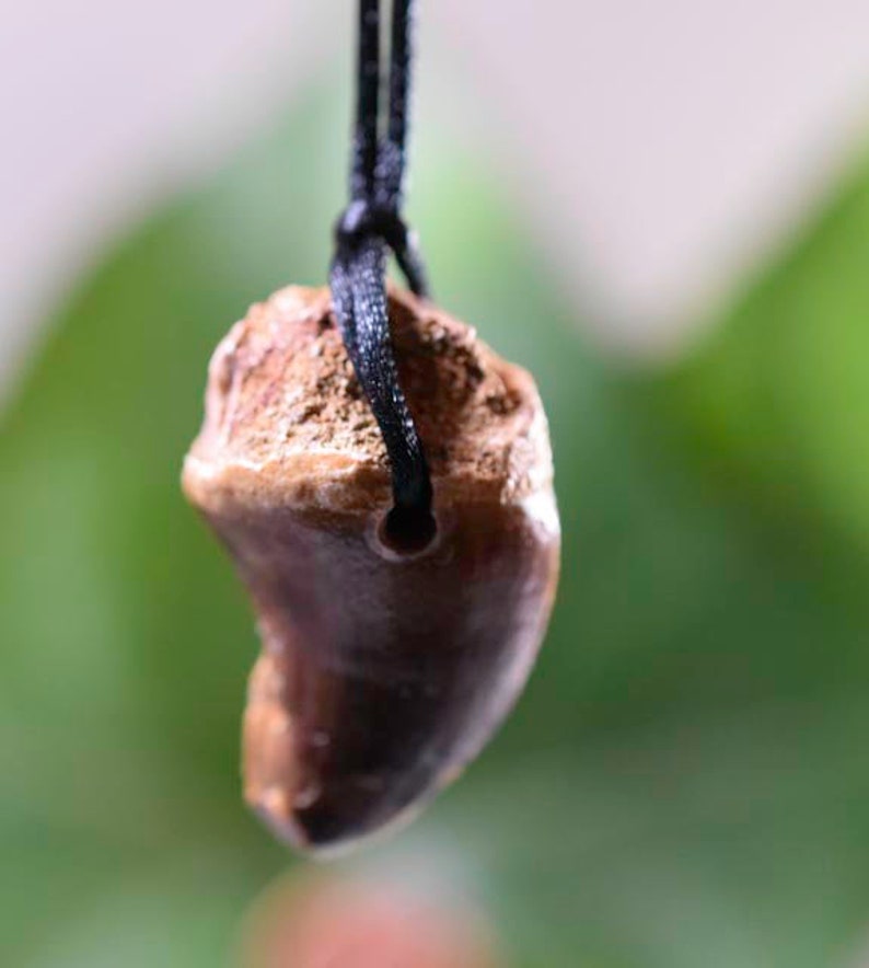 Dinosaur Fossil Tooth Pendant Mosasaur Tooth Pendant Fossil - Etsy