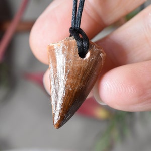 Dinosaur Fossil Tooth Pendant Mosasaurus Tooth Pendant Fossil Tooth ...
