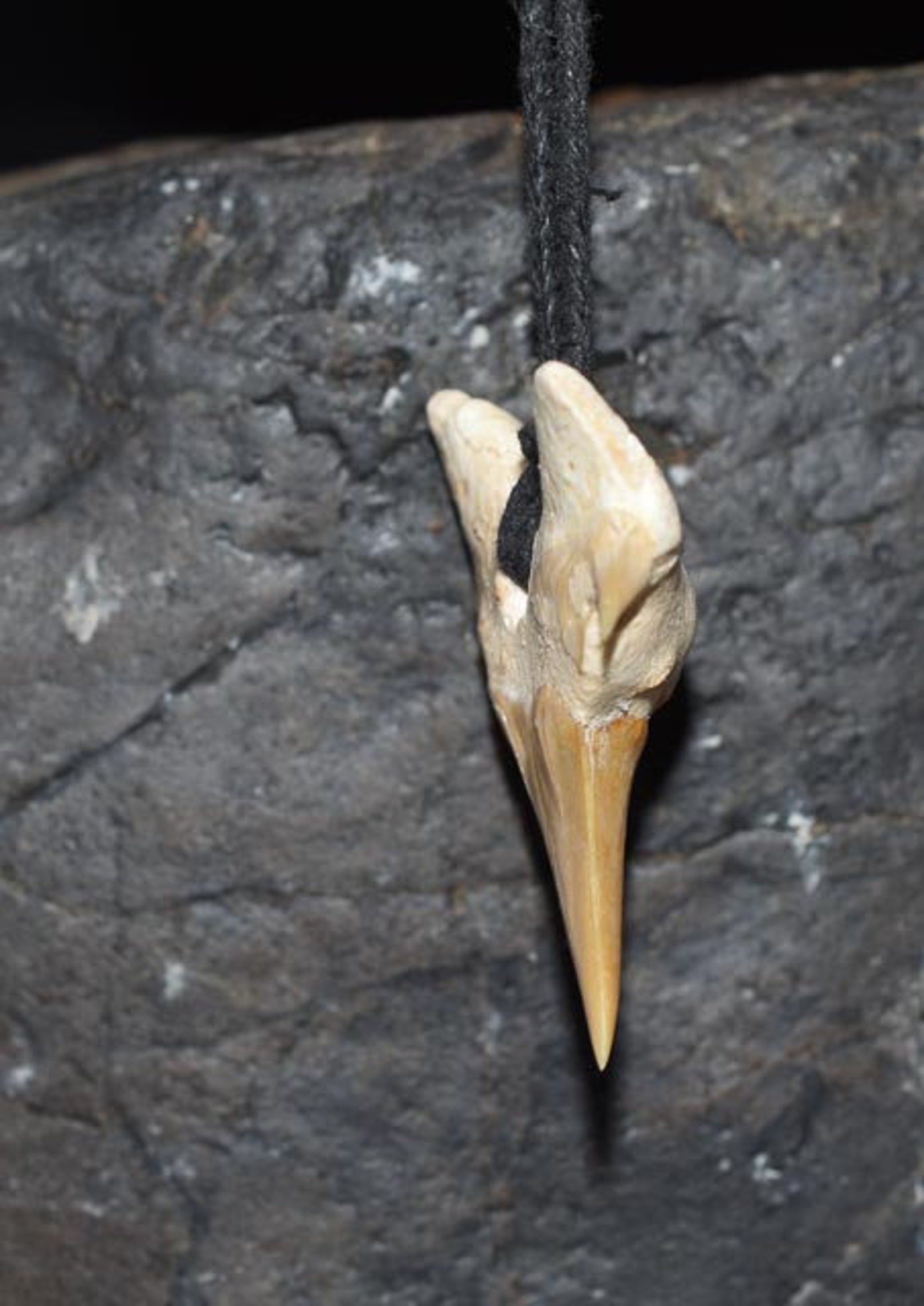 Shark Fossil Tooth Pendant Extinct Mackerel Shark Tooth - Etsy