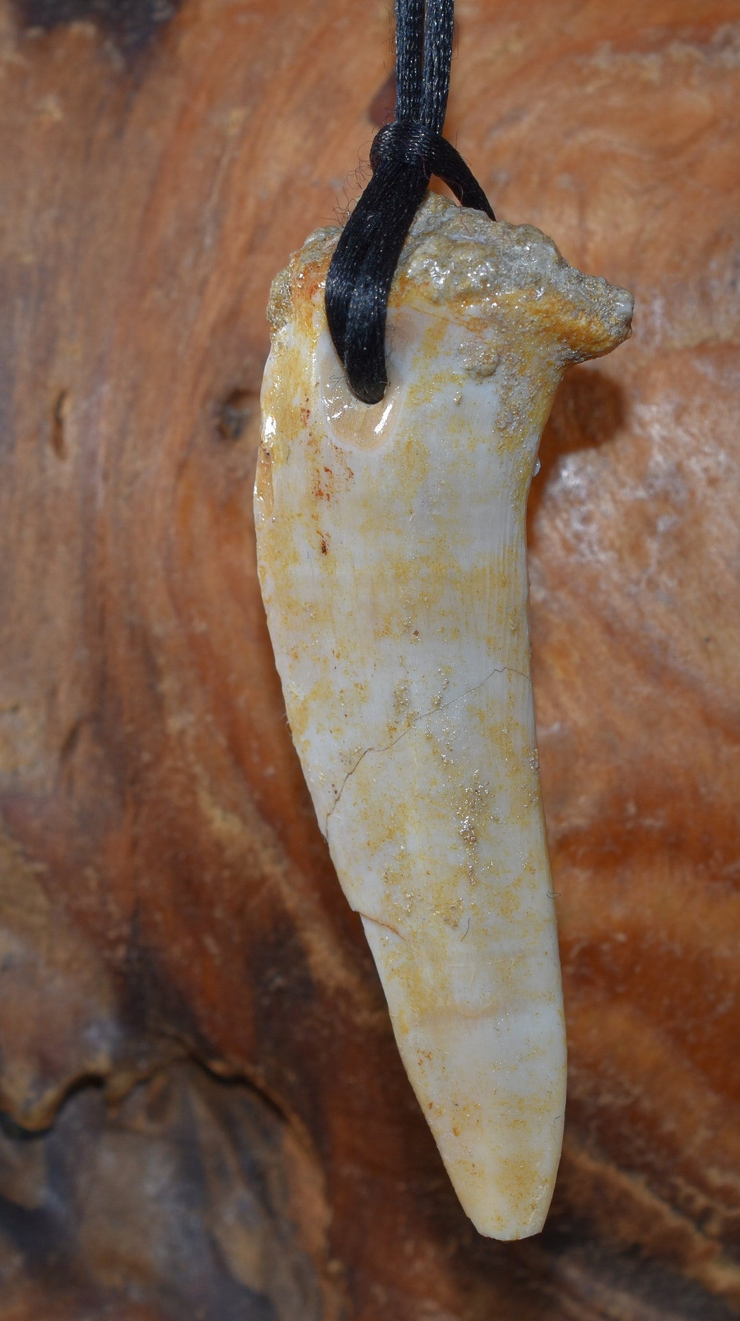 Fish Fossil Tooth Pendant. Enchodus Fish Tooth Pendant From Morocco ...
