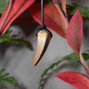 Dinosaur Fossil Tooth Pendant Mosasaur Tooth Pendant Fossil Tooth ...