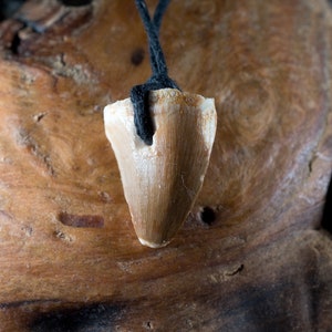 Dinosaur Fossil Tooth Pendant Mosasaur Tooth Pendant Fossil | Etsy