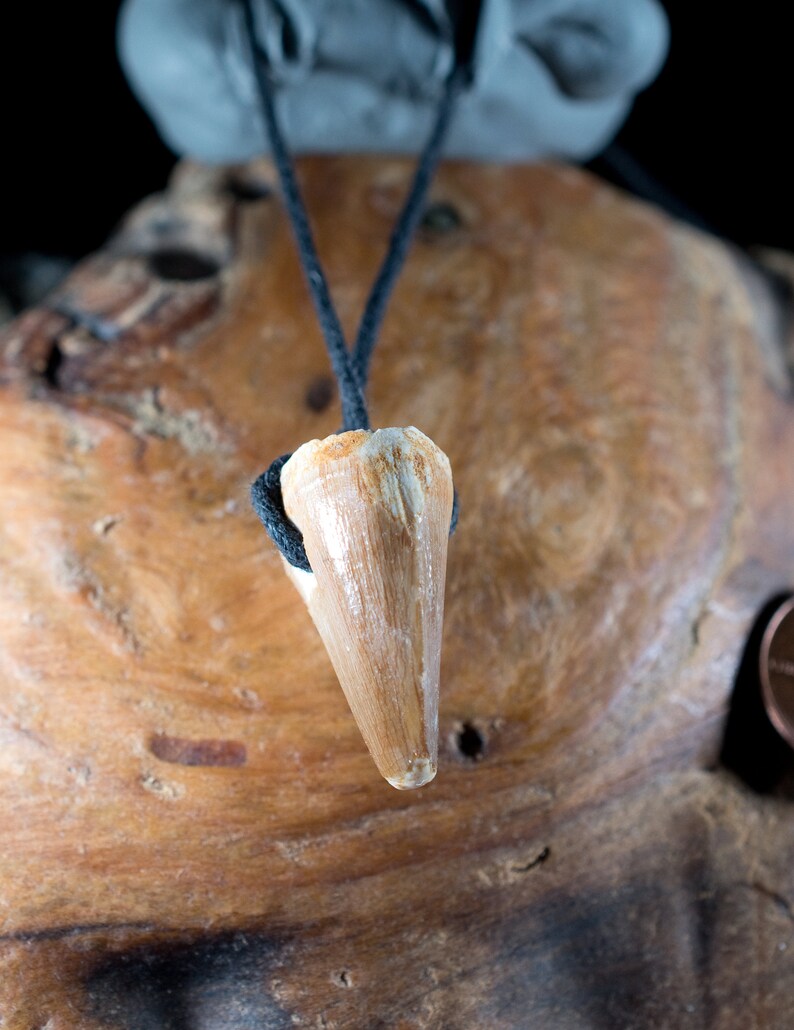 Dinosaur Fossil Tooth Pendant Mosasaur Tooth Pendant Fossil | Etsy
