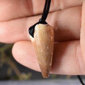 Dinosaur Fossil Tooth Pendant Mosasaurus Tooth Pendant Fossil Tooth ...