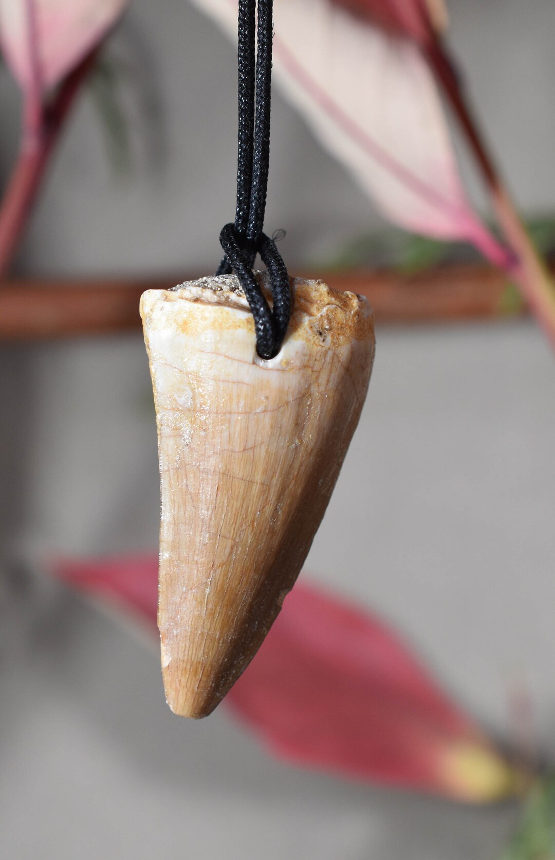 Dinosaur Fossil Tooth Pendant Mosasaur Tooth Pendant Fossil Tooth ...