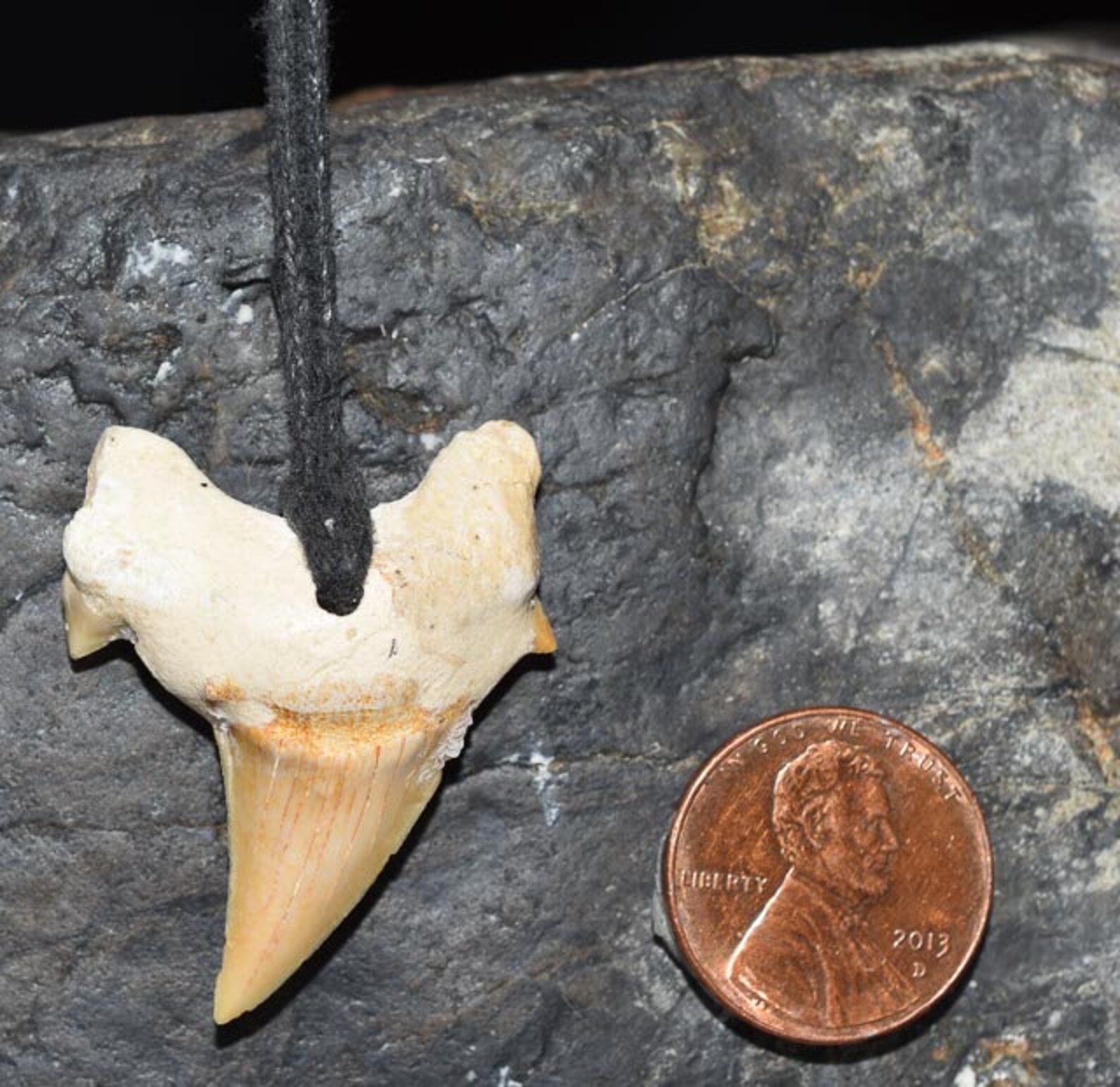 Shark Fossil Tooth Pendant Extinct Mackerel Shark Tooth - Etsy
