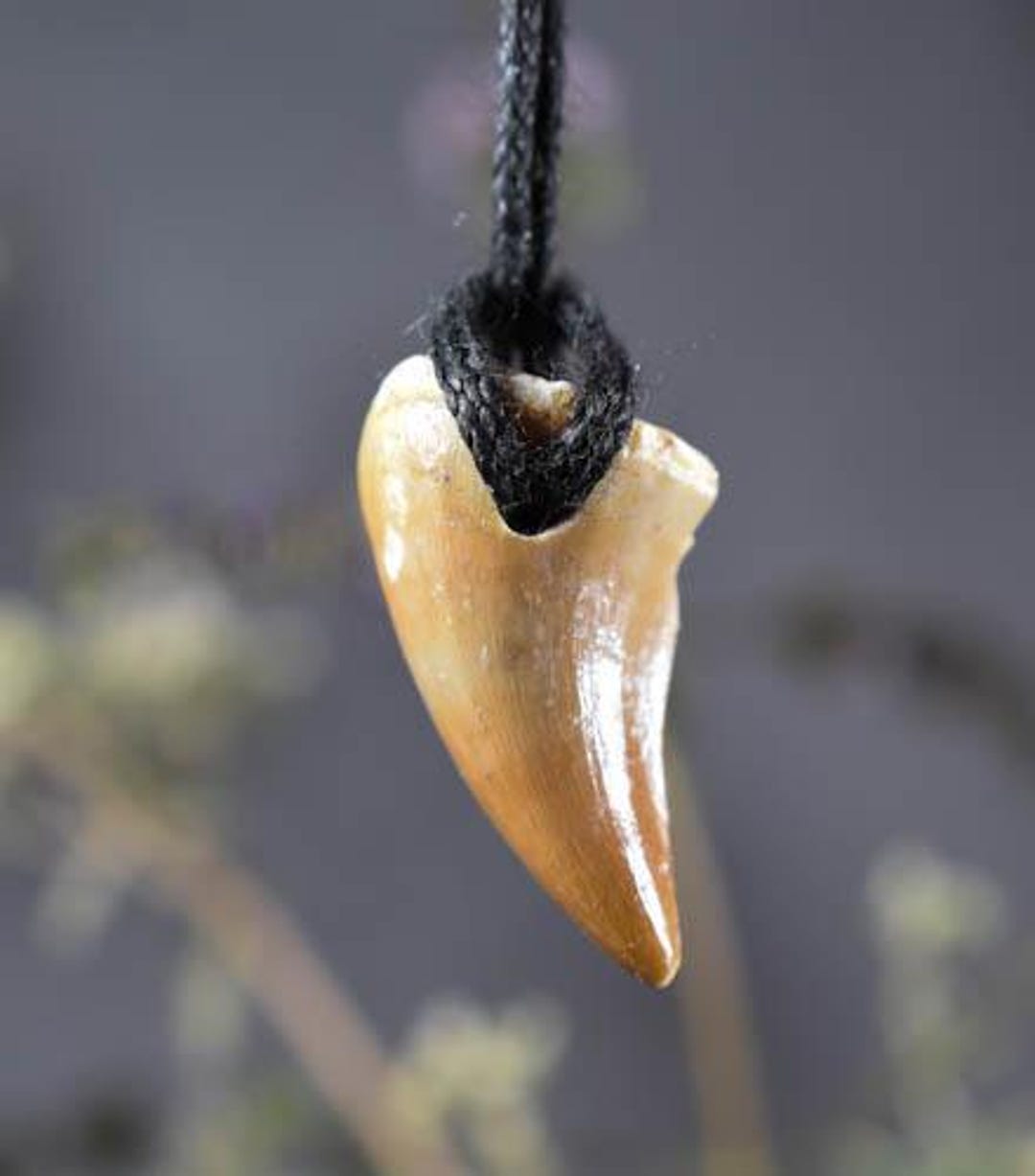 Dinosaur Fossil Tooth Pendant Mosasaurus Tooth Pendant Fossil Tooth ...