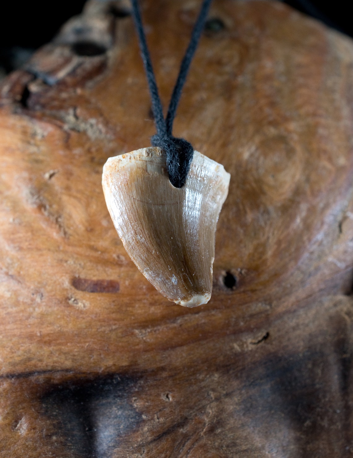 Dinosaur Fossil Tooth Pendant Mosasaur Tooth Pendant Fossil | Etsy