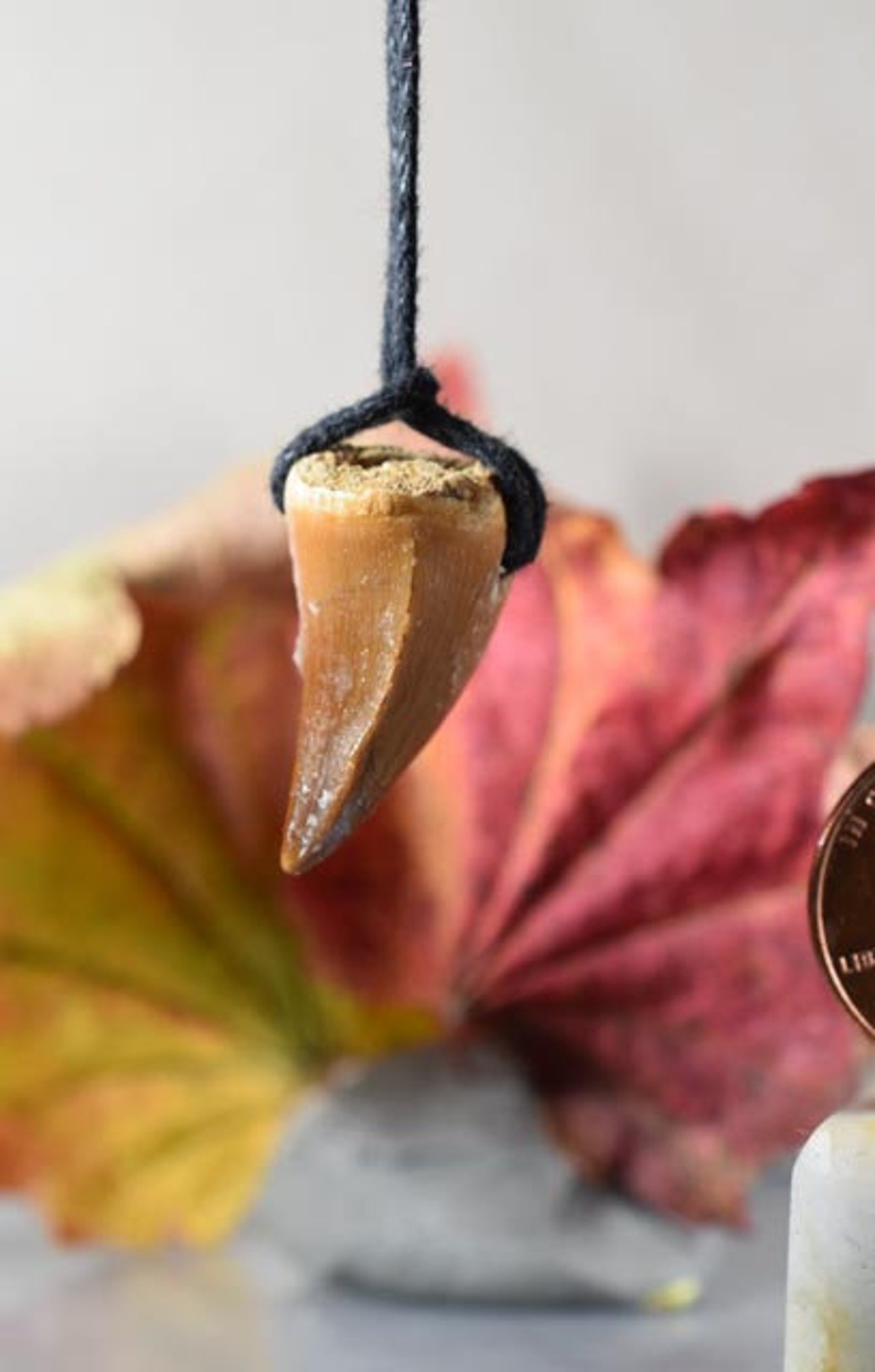 Dinosaur Fossil Tooth Pendant Mosasaur Tooth Pendant Fossil - Etsy