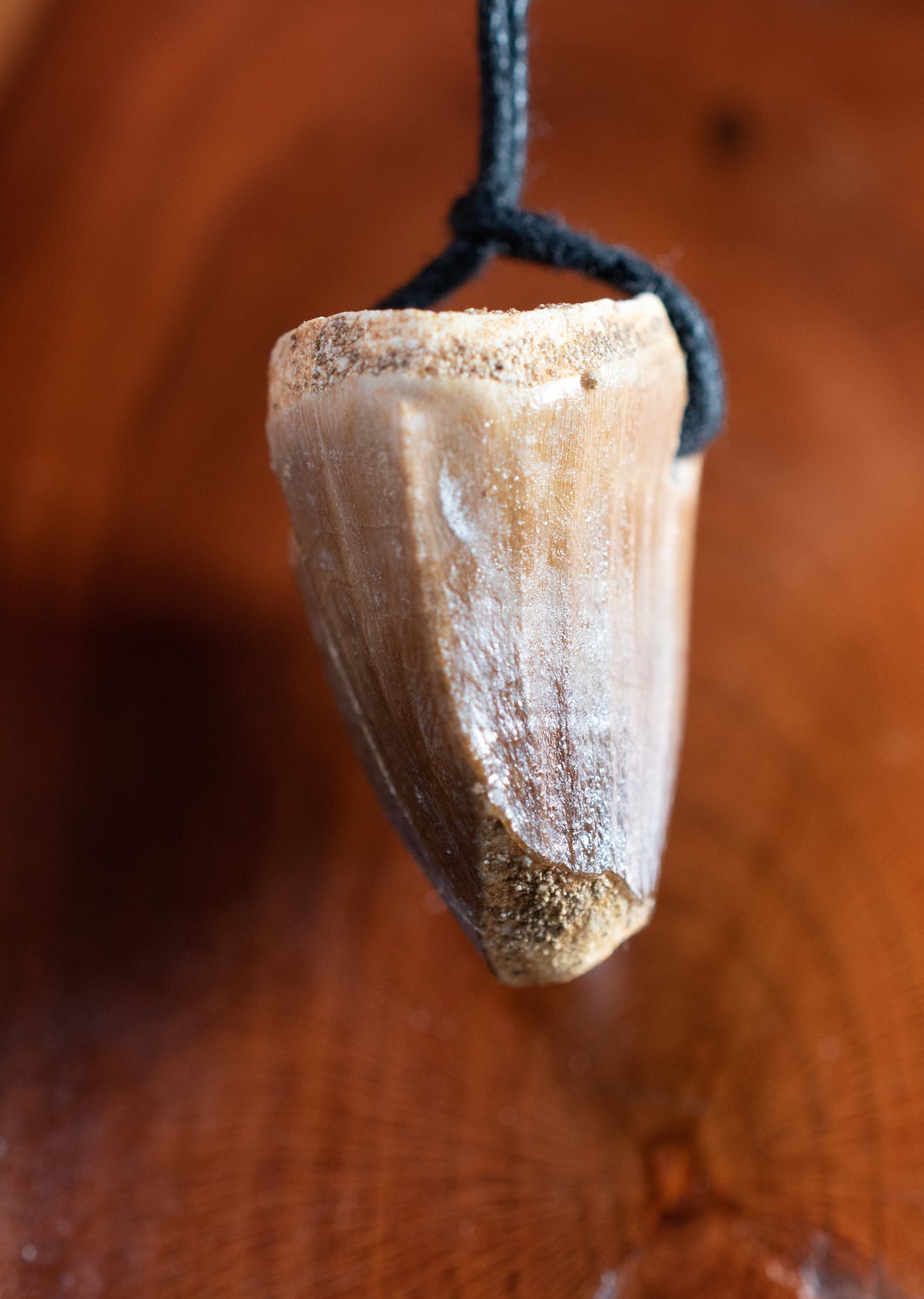 Dinosaur Fossil Tooth Pendant Mosasaurus Tooth Pendant Fossil | Etsy