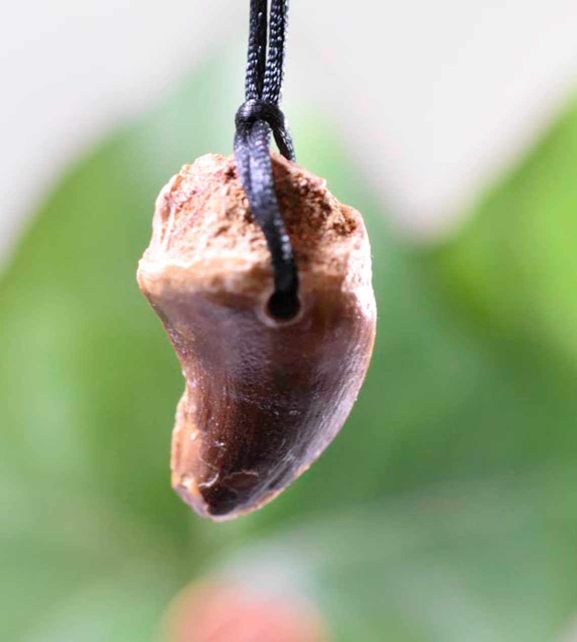 Dinosaur Fossil Tooth Pendant Mosasaur Tooth Pendant Fossil - Etsy