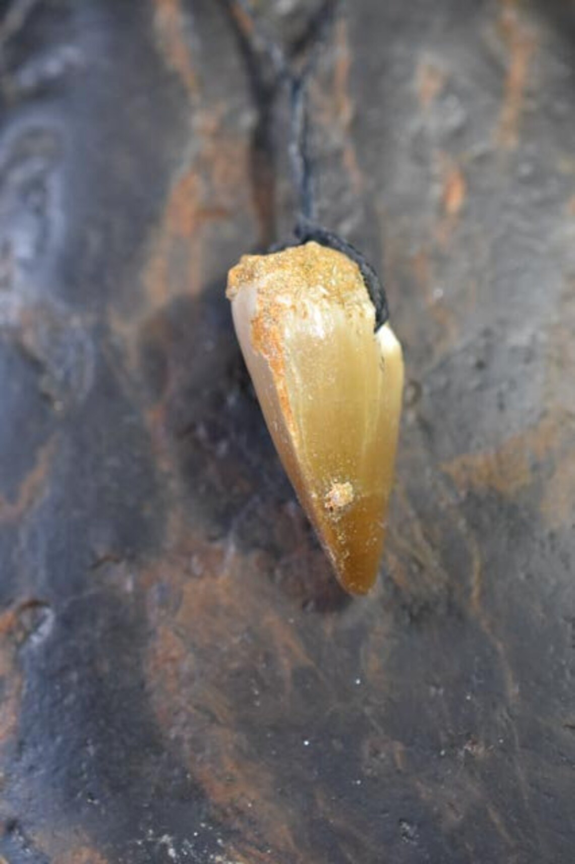 Dinosaur fossil tooth Pendant Mosasaurus Tooth Pendant Fossil | Etsy