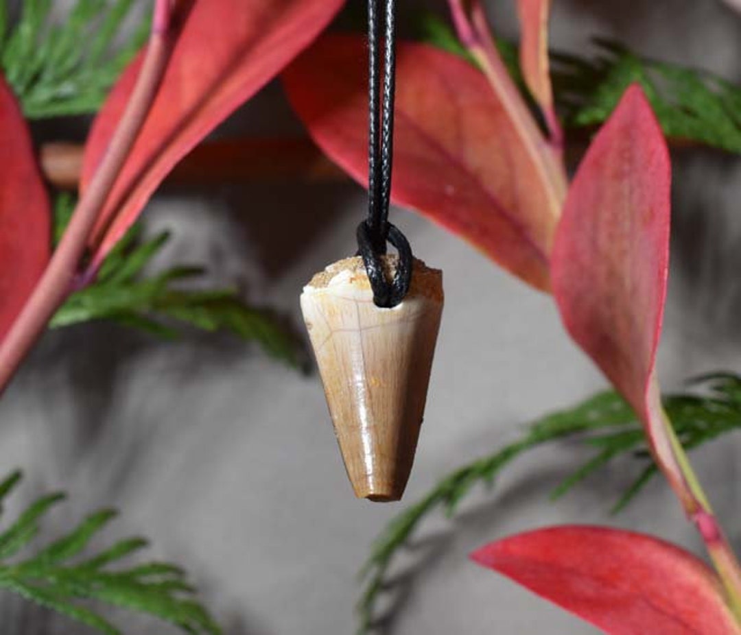 Dinosaur Fossil Tooth Pendant Mosasaur Tooth Pendant Fossil Tooth ...