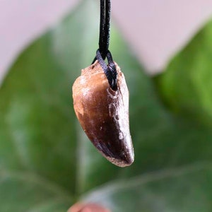 Dinosaur Fossil Tooth Pendant Mosasaur Tooth Pendant Fossil - Etsy