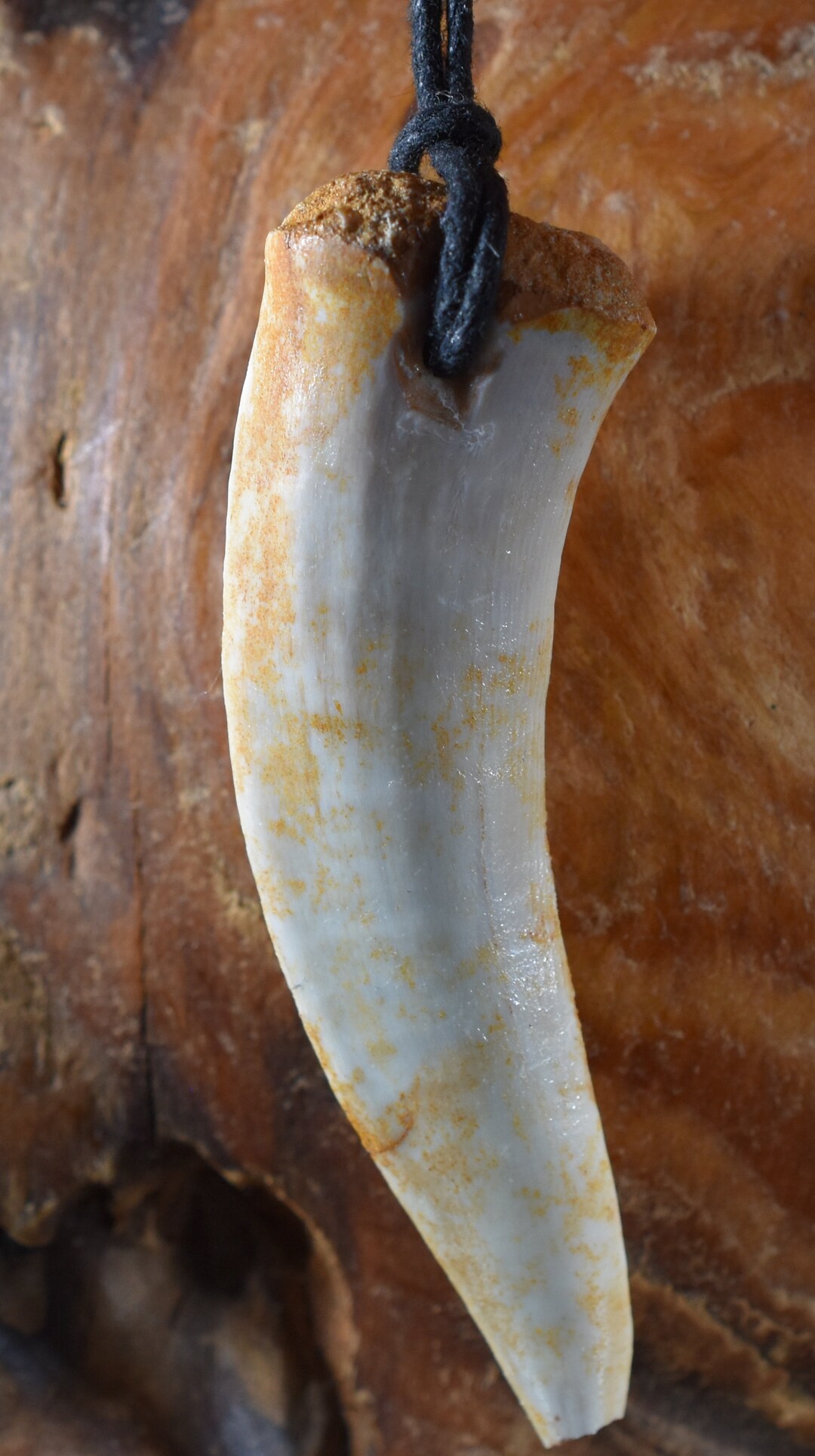 Fish Fossil Tooth Pendant. Enchodus Fish Tooth Pendant From Morocco ...