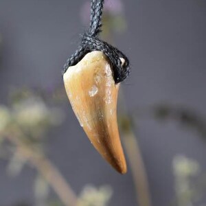 Dinosaur Fossil Tooth Pendant Mosasaurus Tooth Pendant Fossil Tooth ...