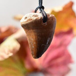 Dinosaur Fossil Tooth Pendant Mosasaurus Tooth Pendant Fossil - Etsy