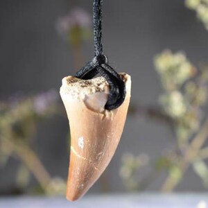Dinosaur Fossil Tooth Pendant Mosasaurus Tooth Pendant Fossil Tooth ...