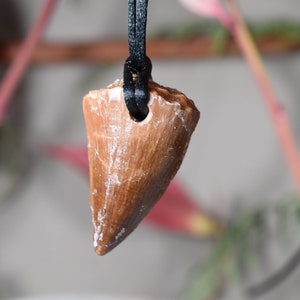 Dinosaur Fossil Tooth Pendant Mosasaurus Tooth Pendant Fossil Tooth ...