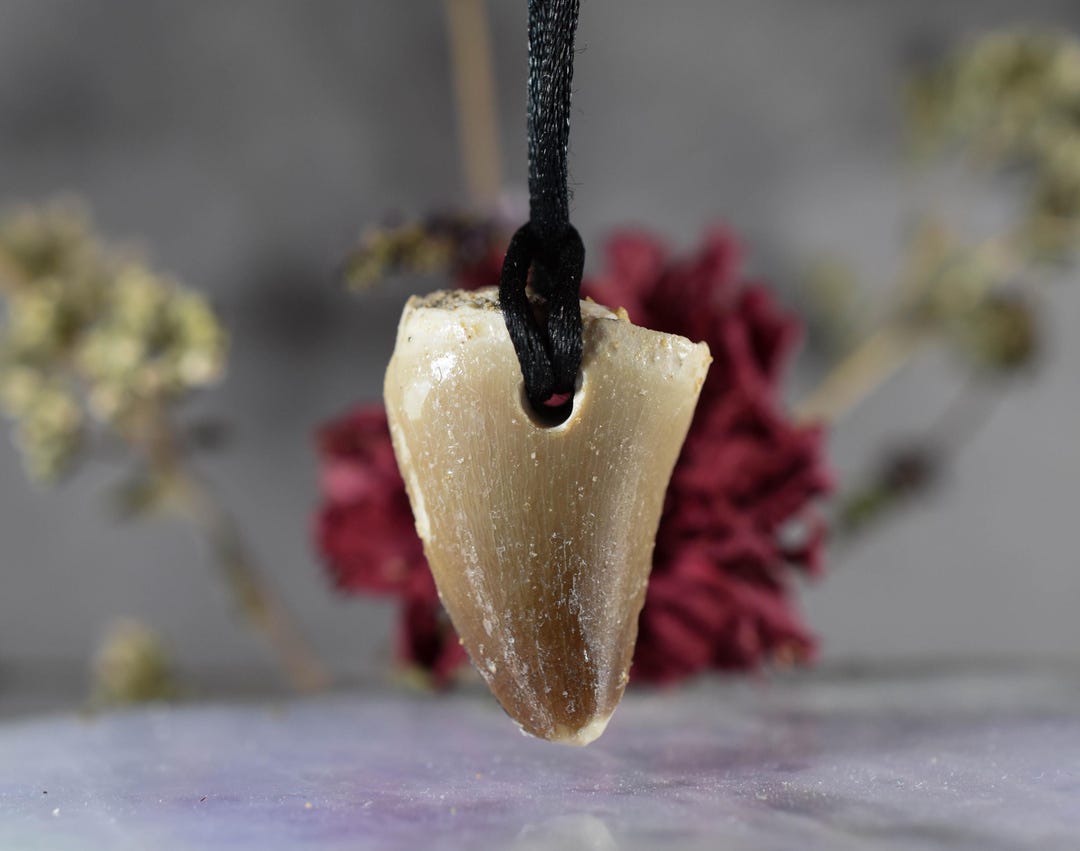 Dinosaur Fossil Tooth Pendant Mosasaurus Tooth Pendant Fossil Tooth ...
