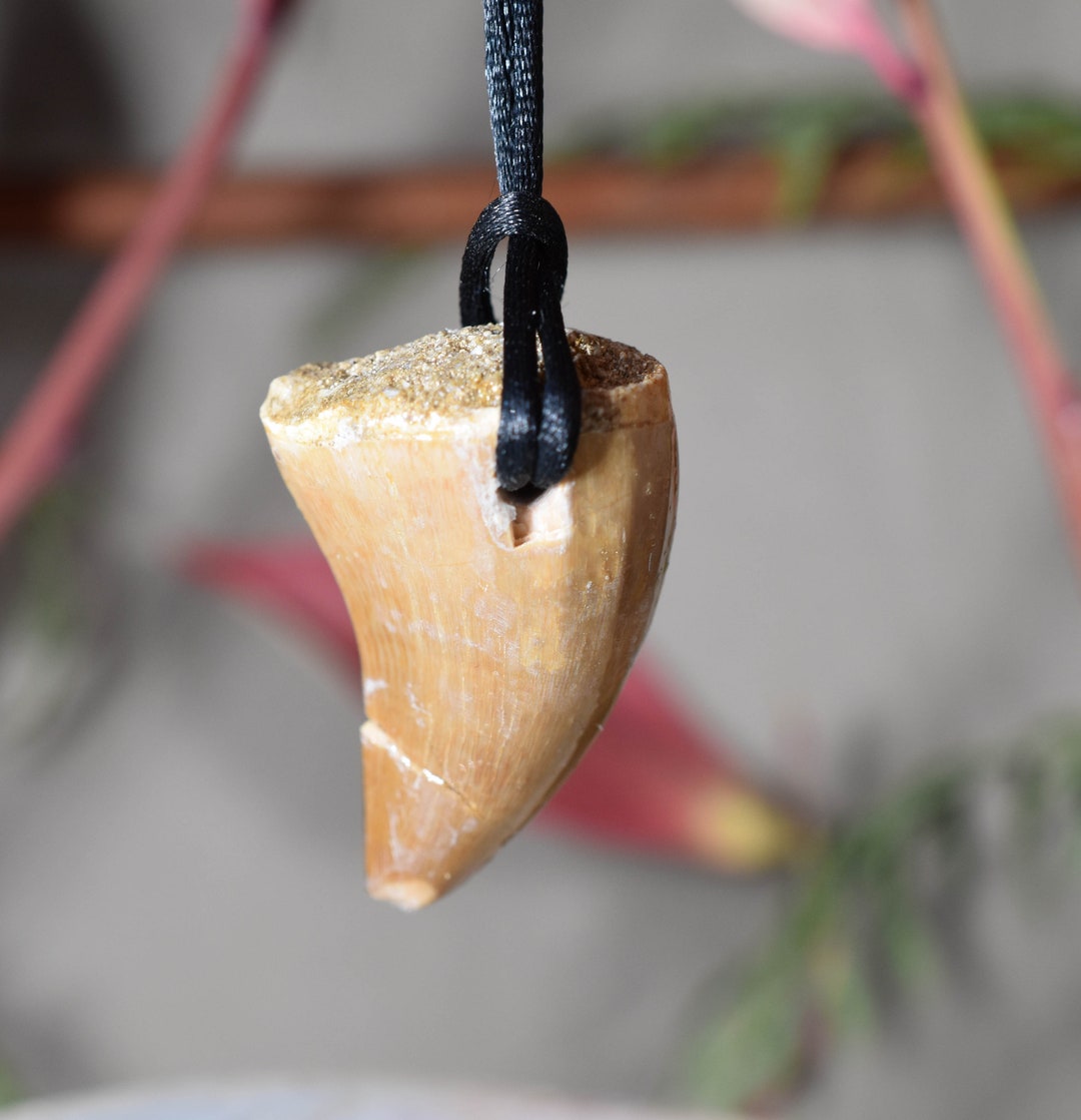 Dinosaur Fossil Tooth Pendant Mosasaur Tooth Pendant Fossil Tooth ...