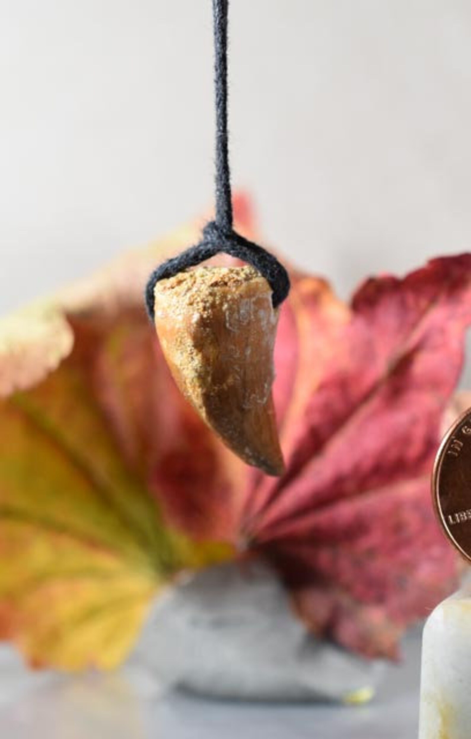 Dinosaur Fossil Tooth Pendant Mosasaur Tooth Pendant Fossil - Etsy