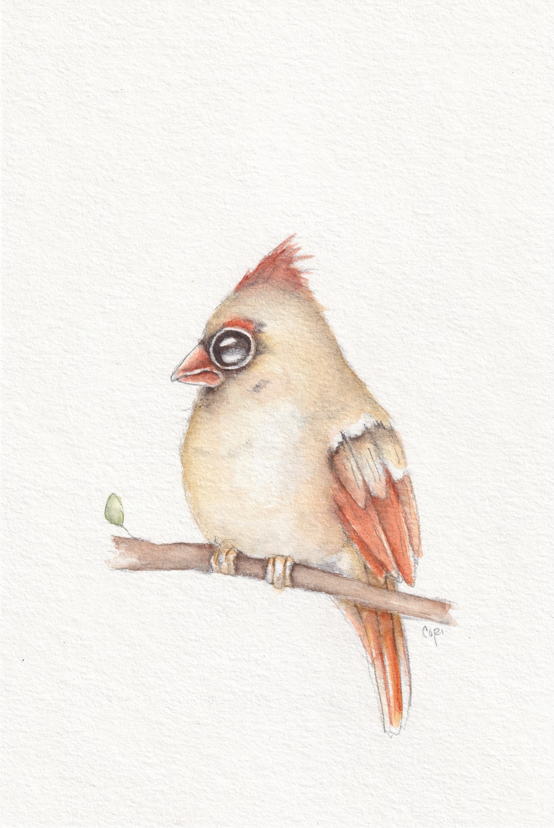Cardinal, Female From the Virtual Bird Tour 2020 fine Art Print of ...