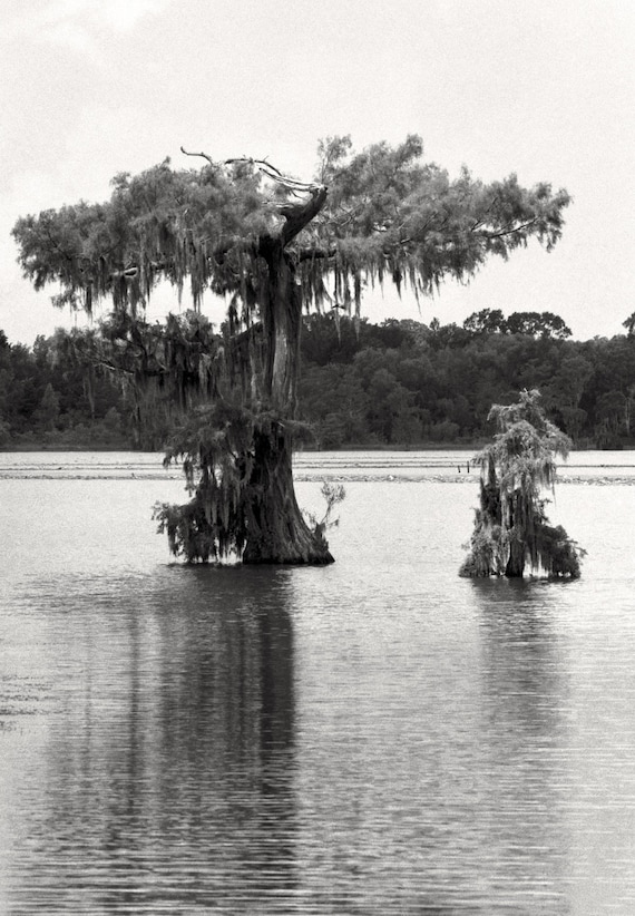 Cypress Tree Swamp Drawing
