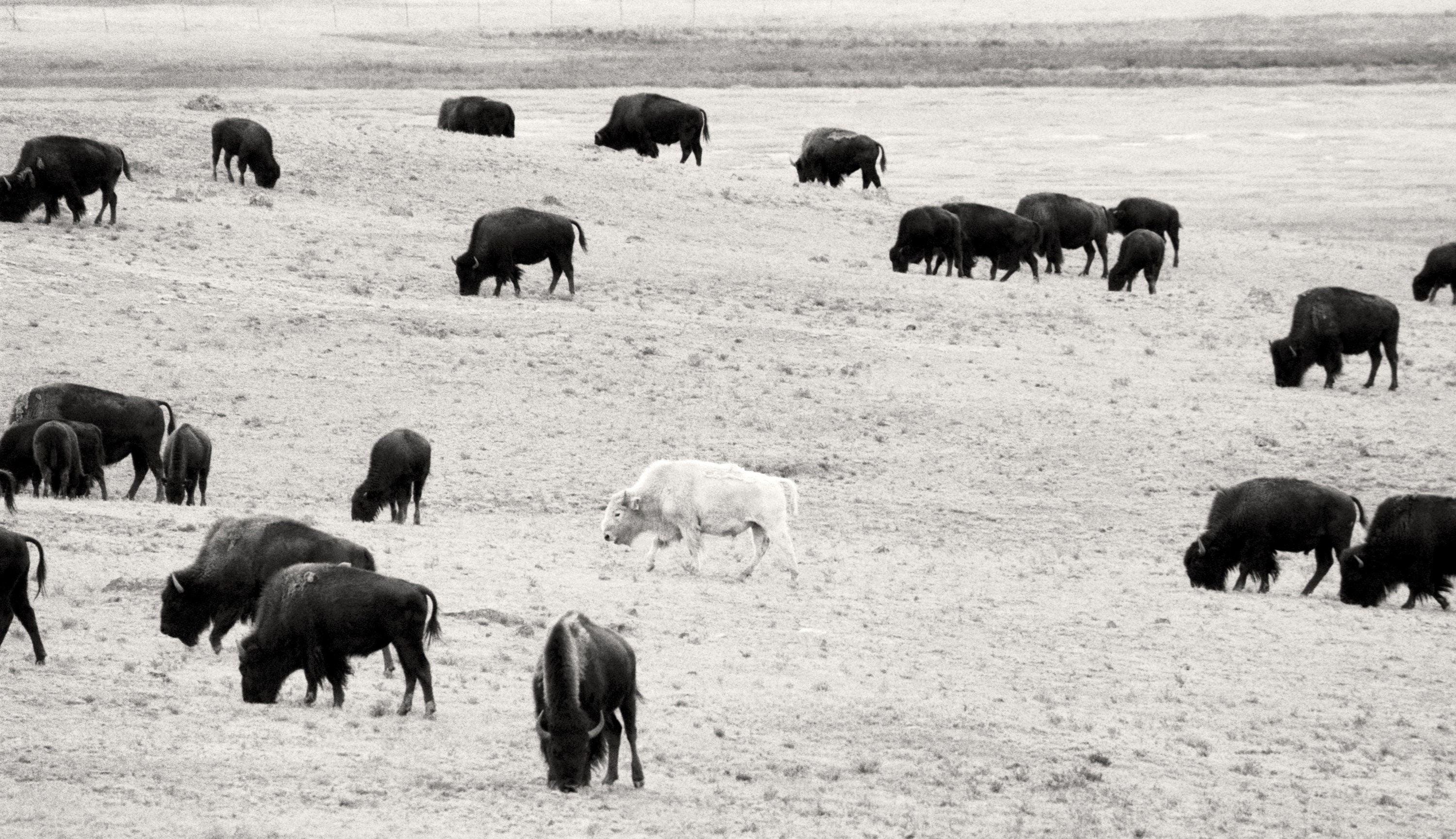 Albino Buffalo in Hartsel Colorado, Black and White Photography ...