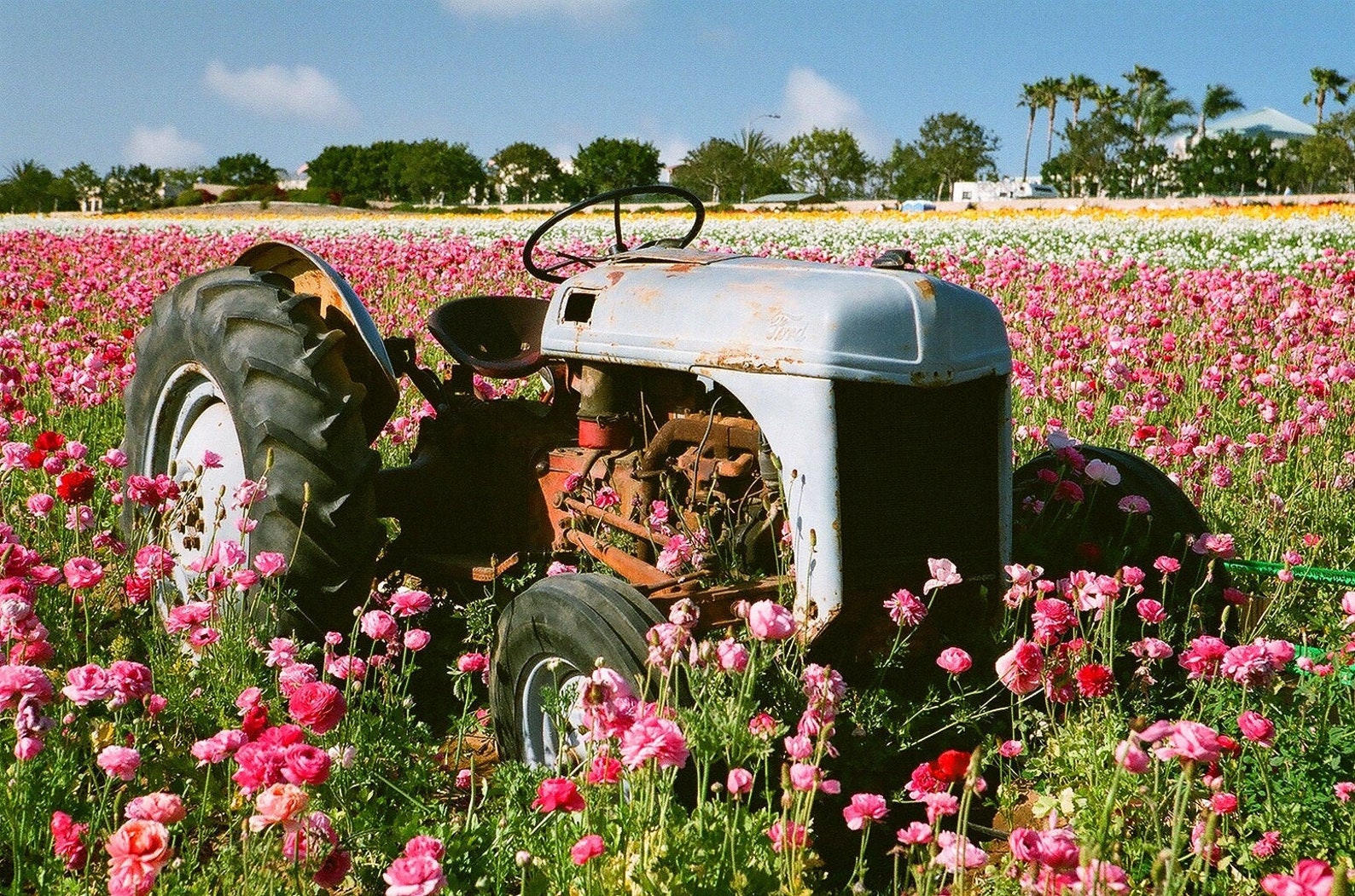 Old Ford Tractor in Field of Pink Flowers Photo, California Photography ...