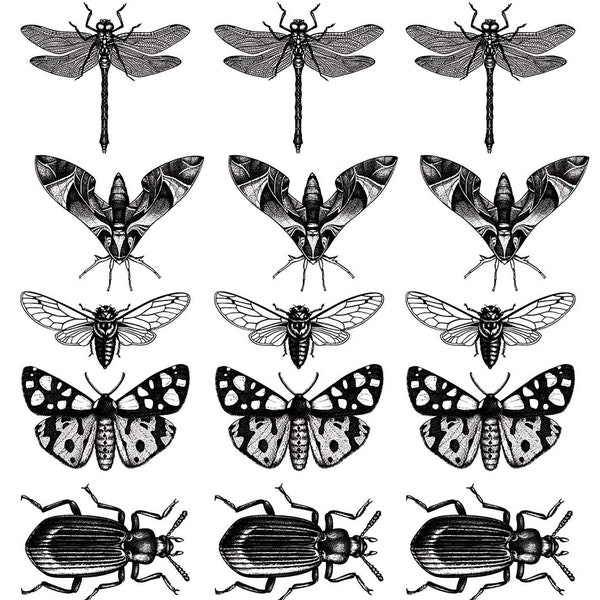 Insect Decals - Etsy