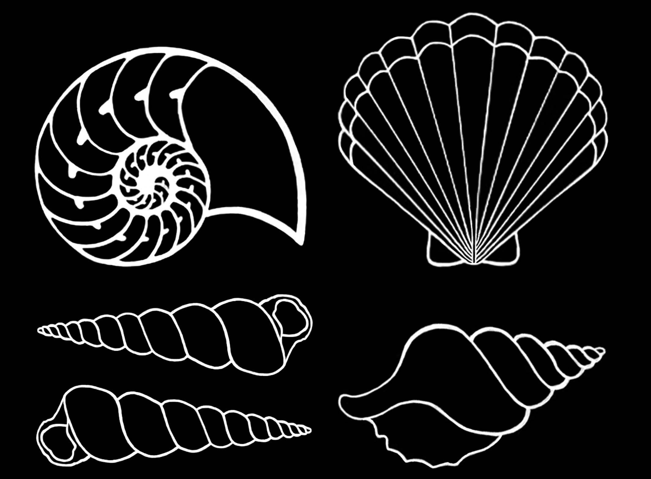 Seashells Shells 25 Pcs 1 Inch White Fused Glass Decals - Etsy