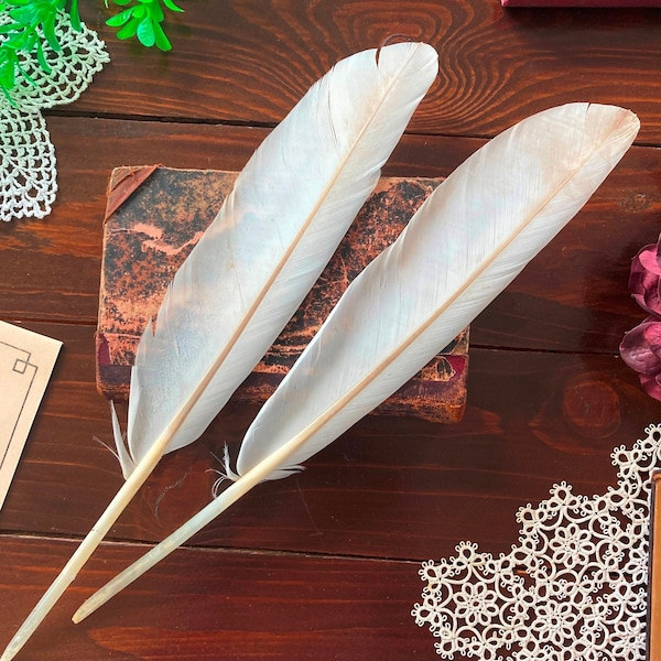 Swan Feathers - Etsy