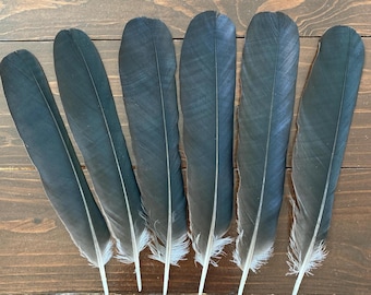 10 Black Crow Feathers, Natural Dark Real Bird Feathers, Hooded Crow ...