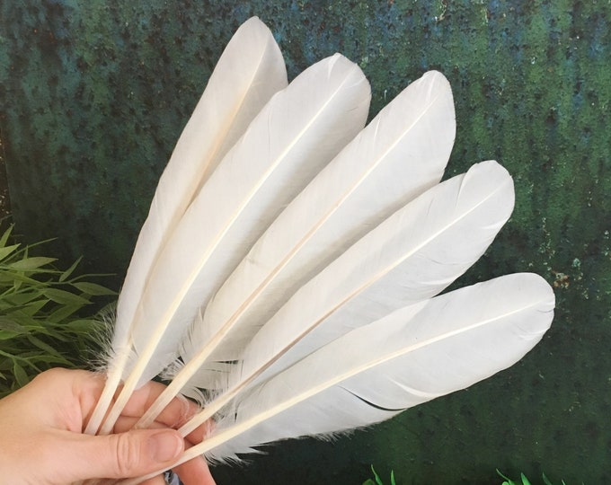 Large Swan Wing Feathers, 5 Perfect Big Real Natural Bird Feathers ...