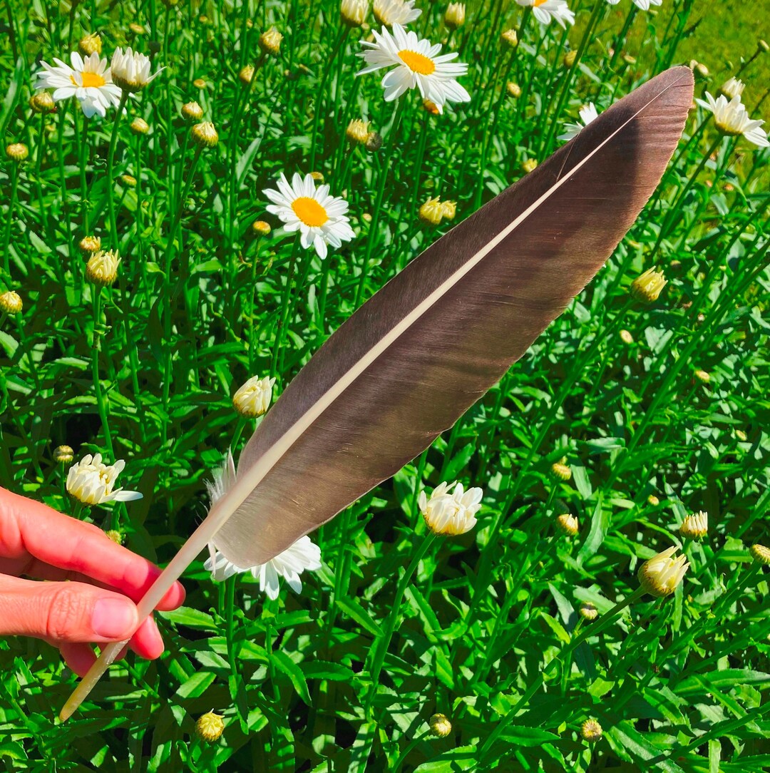 Natural Feather, Lage Brown Goose Wing Feather, Calligraphy Quill ...