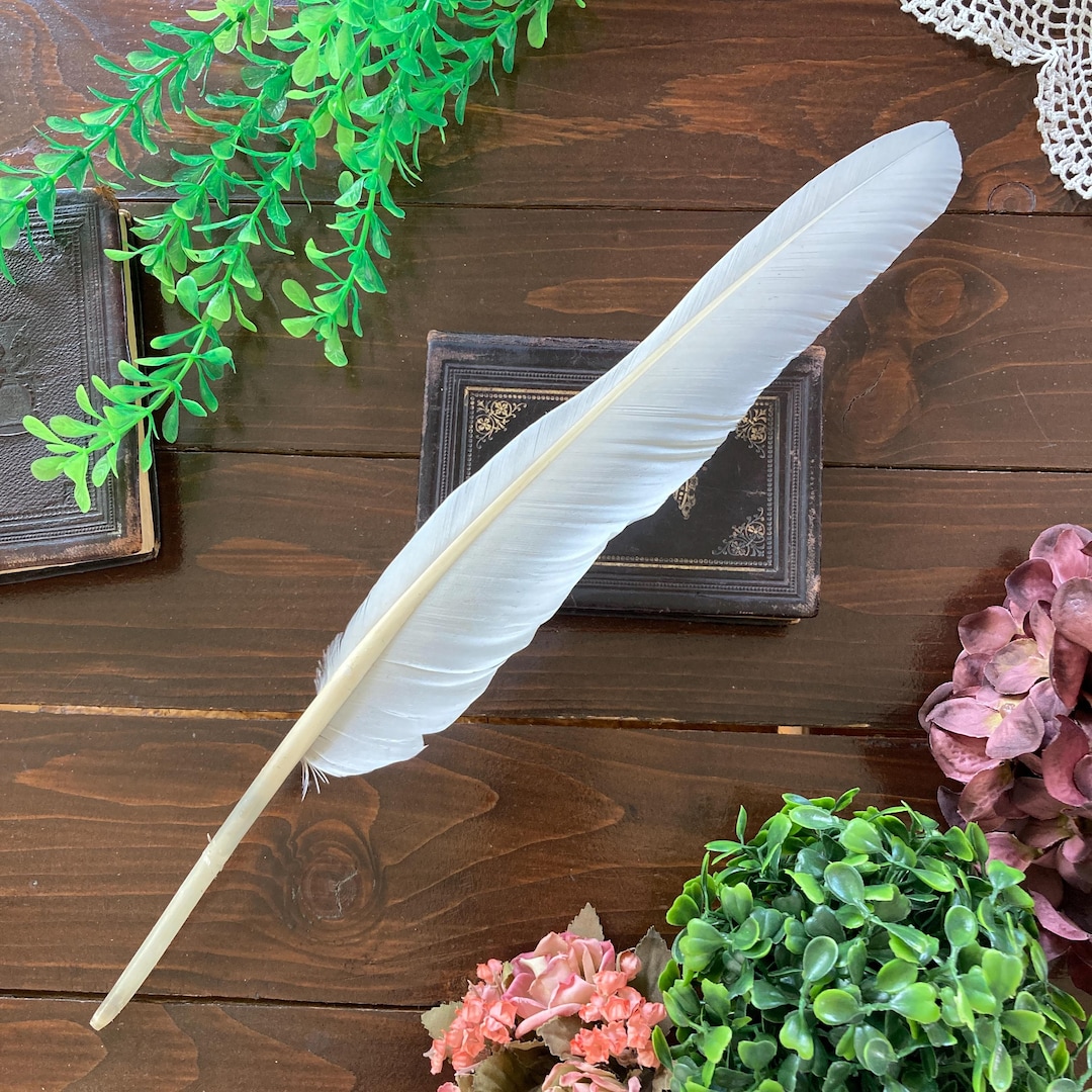 Huge Feather, Large White Mute Swan Flight Feather, Writing Calligraphy ...