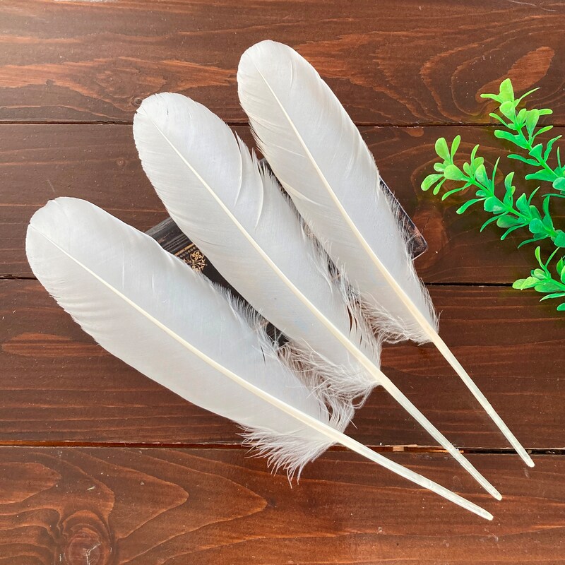 Large Feathers - Etsy