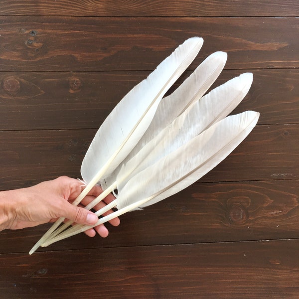 Swan Feathers - Etsy