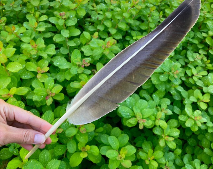 Lage Brown Feather, Goose Flight Wing Feather, Calligraphy Quill ...