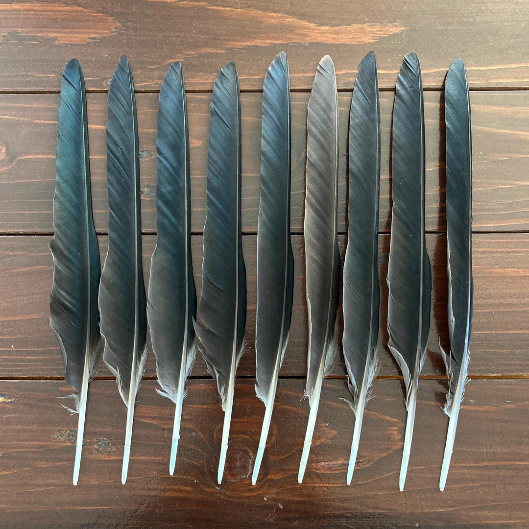 9 Black Crow Feathers, Hooded Crow, Calligraphy Quill, Natural Real ...