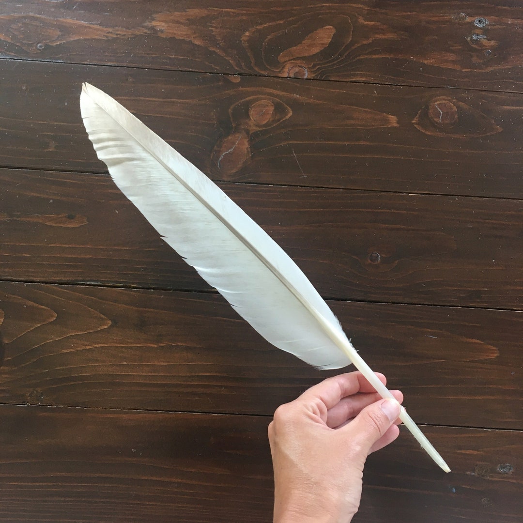 Huge Natural Feather, Perfect Big White Feather, Quill, Mute Swan Wing ...