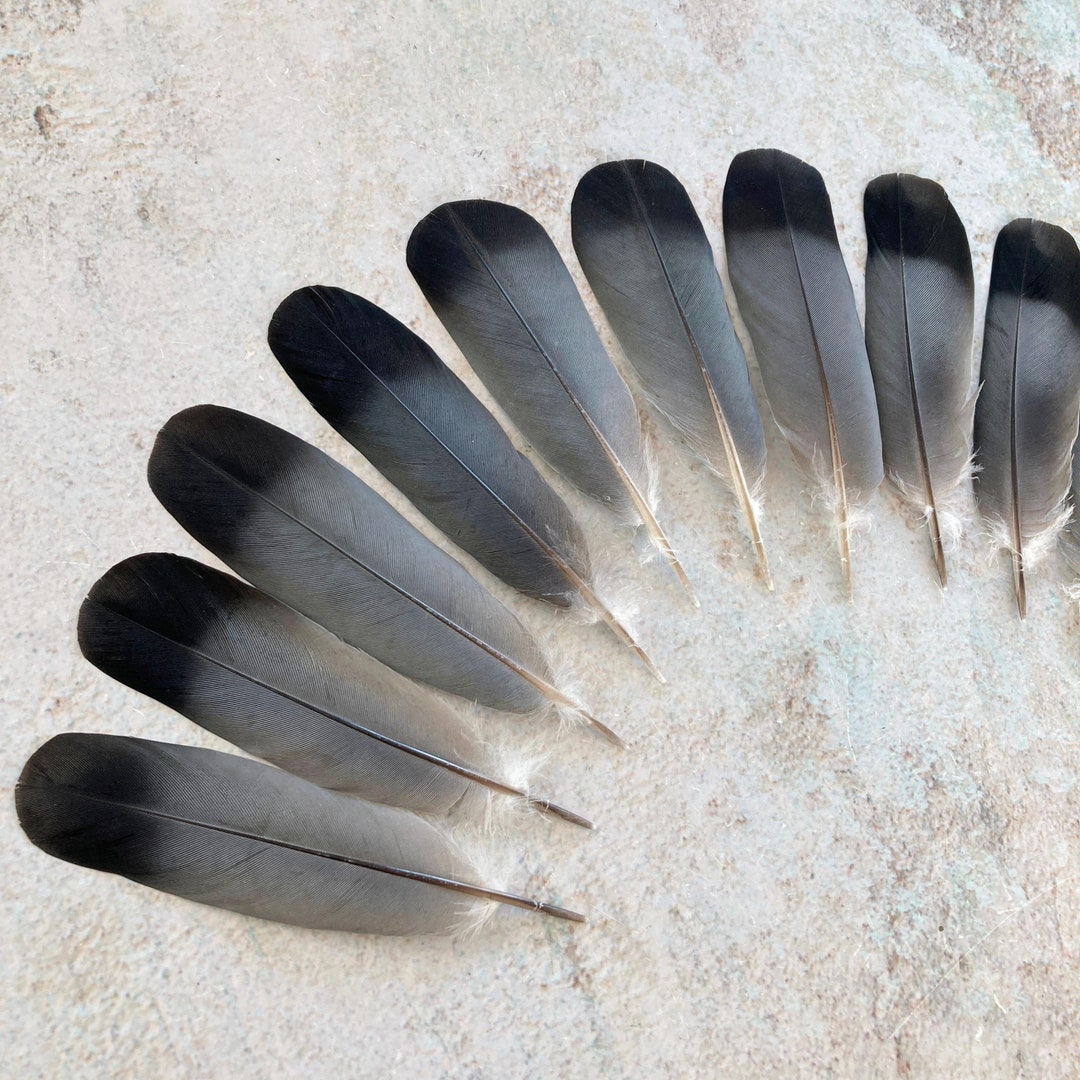 10 Gray Pigeon Tail Feathers, Dark Top, Gradient Gray Natural Found ...