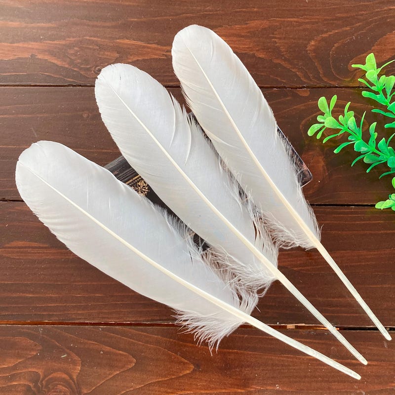 Large Feathers - Etsy
