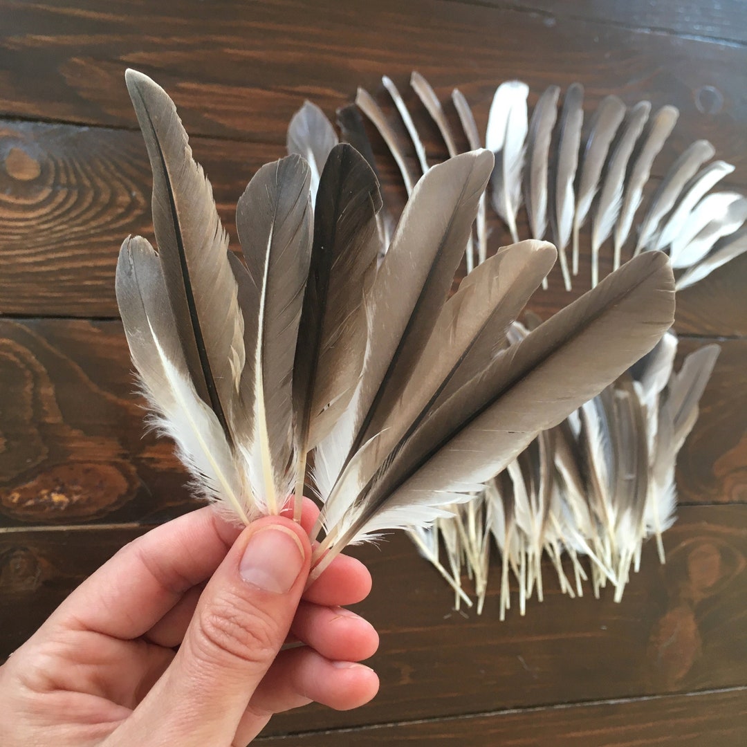 31 Natural Feathers, Small Gray & White Feathers, Cruelty Free ...