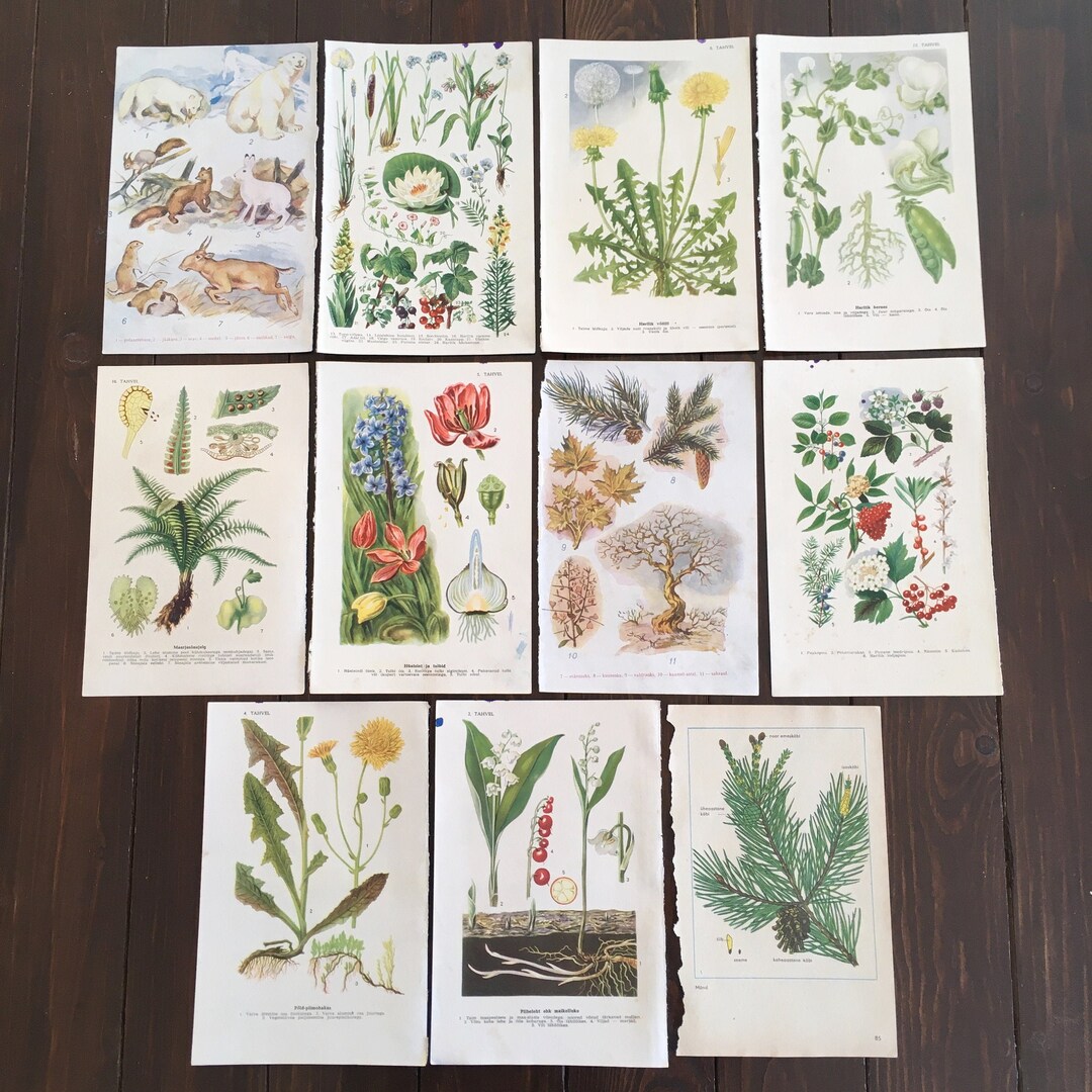 Botanical Illustration Posters, 11 A5 Genuine Double Side Aged Pages ...