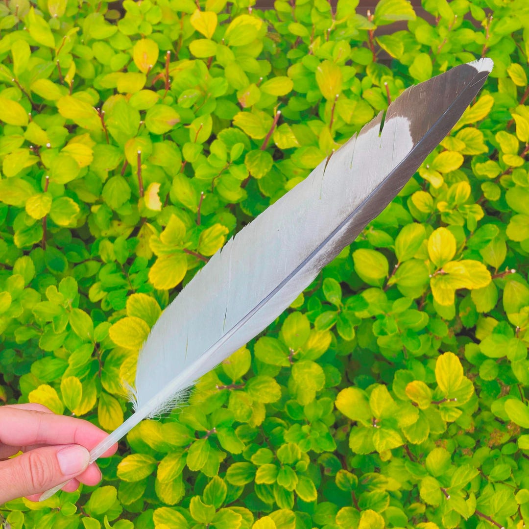 Natural Feather, Large Seagull Wing Feather, Black Gray Genuine Herring ...