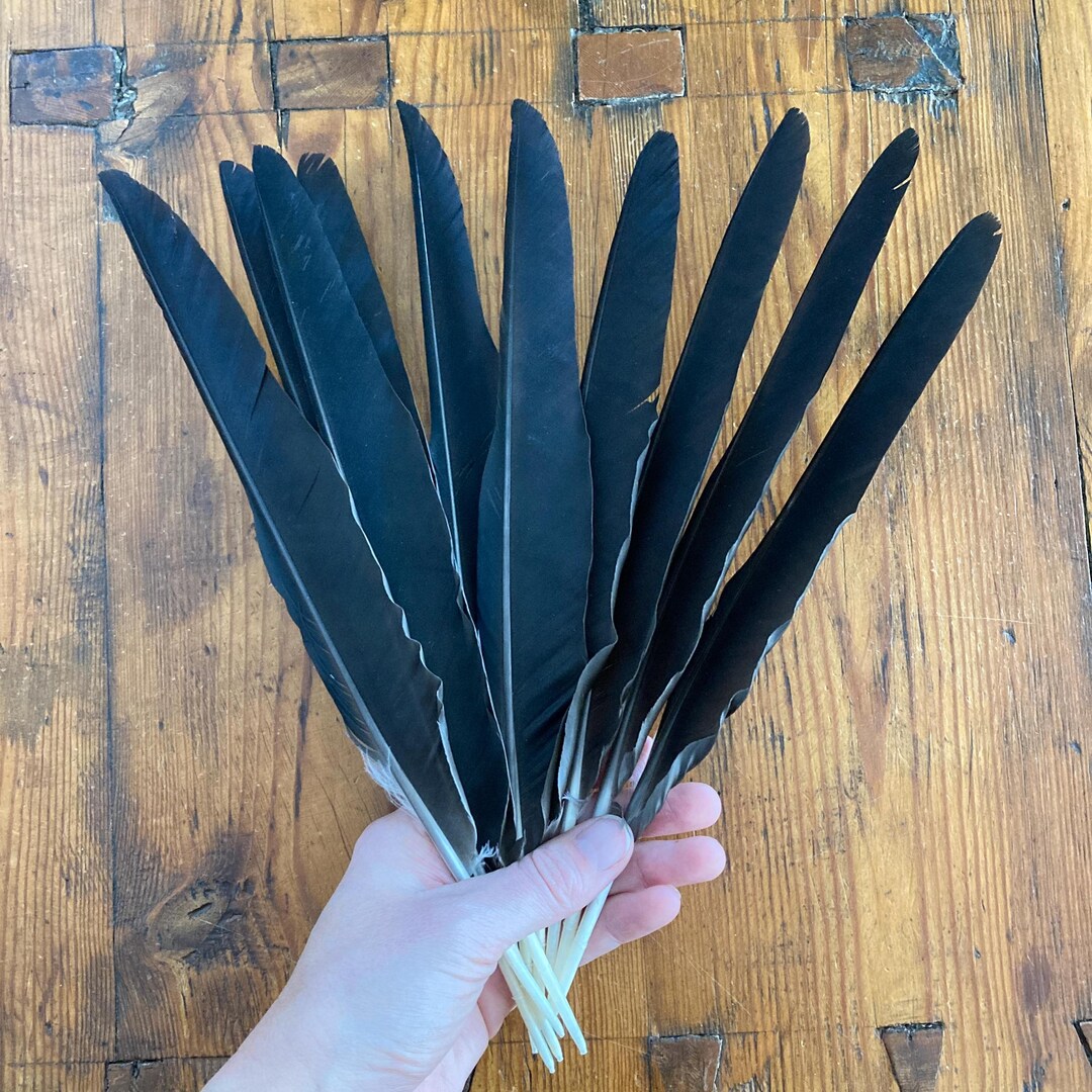 10 Black Crow Feathers, Hooded Crow, Calligraphy Quill, Natural Real ...